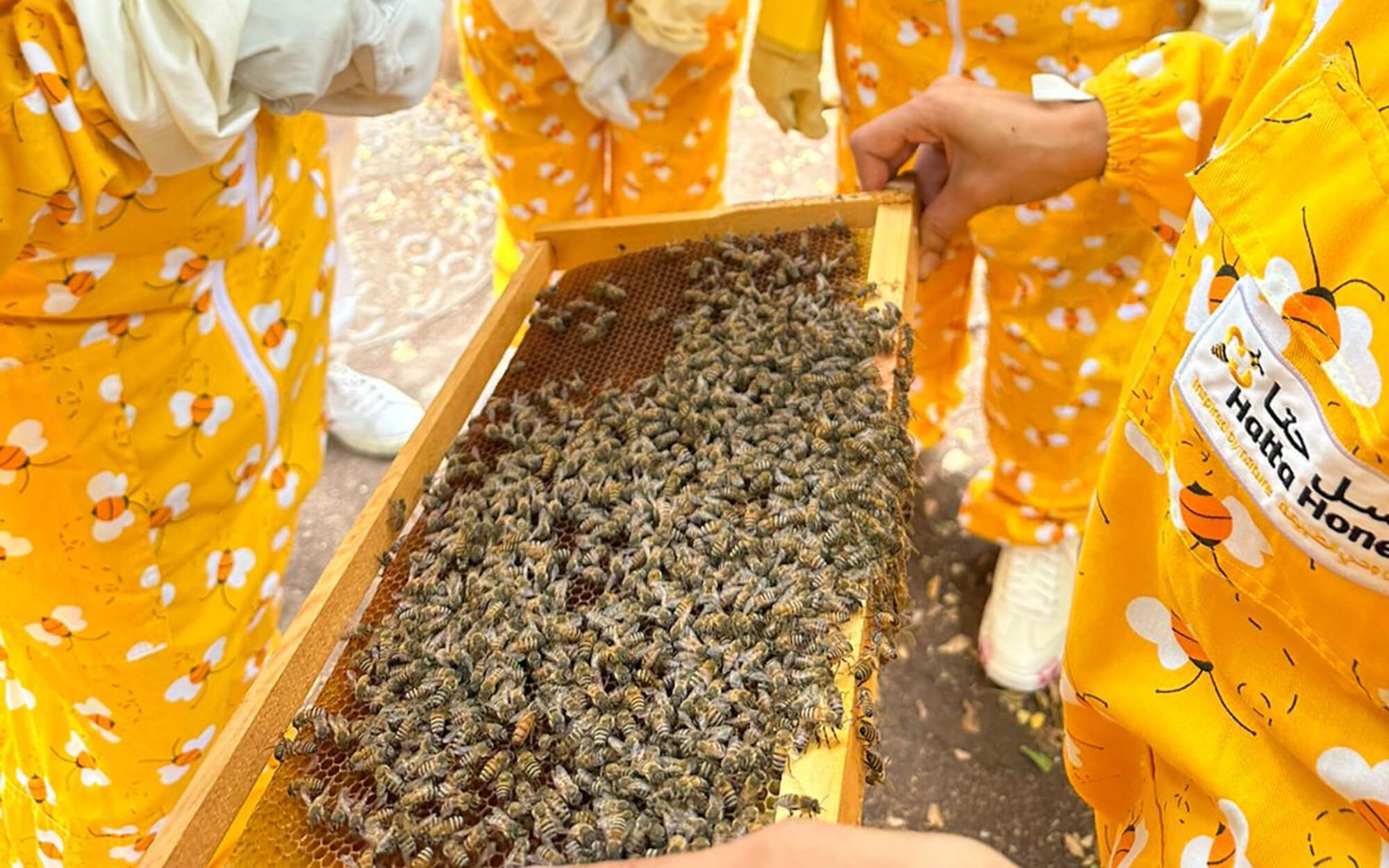 Becoming the Beefairy Lady | The Climate Tribe