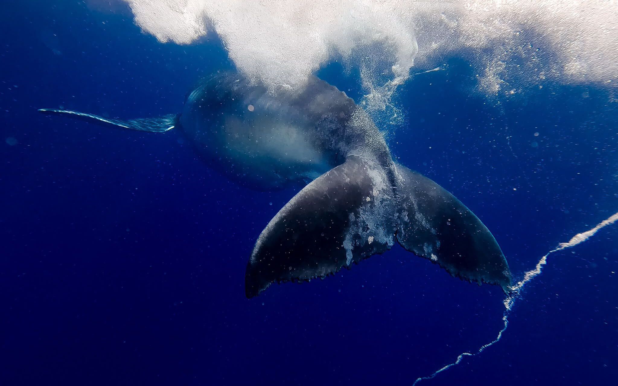 Weaving a World of Human-Whale Harmony in Aotearoa | The Climate Tribe