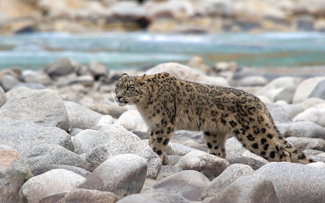 Ornaments of the Himalayan Mountains | The Climate Tribe