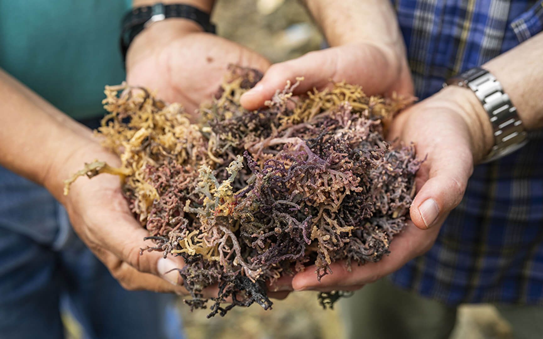 A Seaweed Revolution for Ocean Restoration | The Climate Tribe