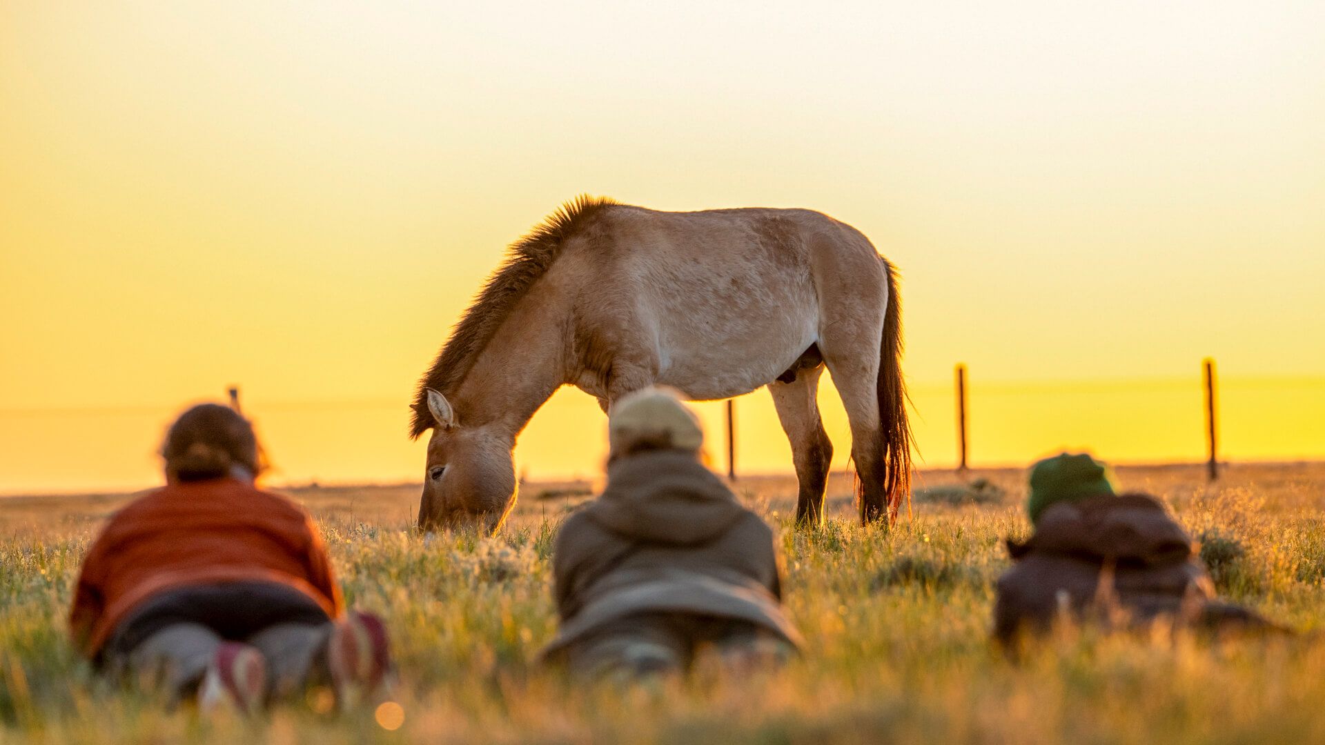 Kazakhstan’s Golden Steppe: Where the Wild Things Return | The Climate ...