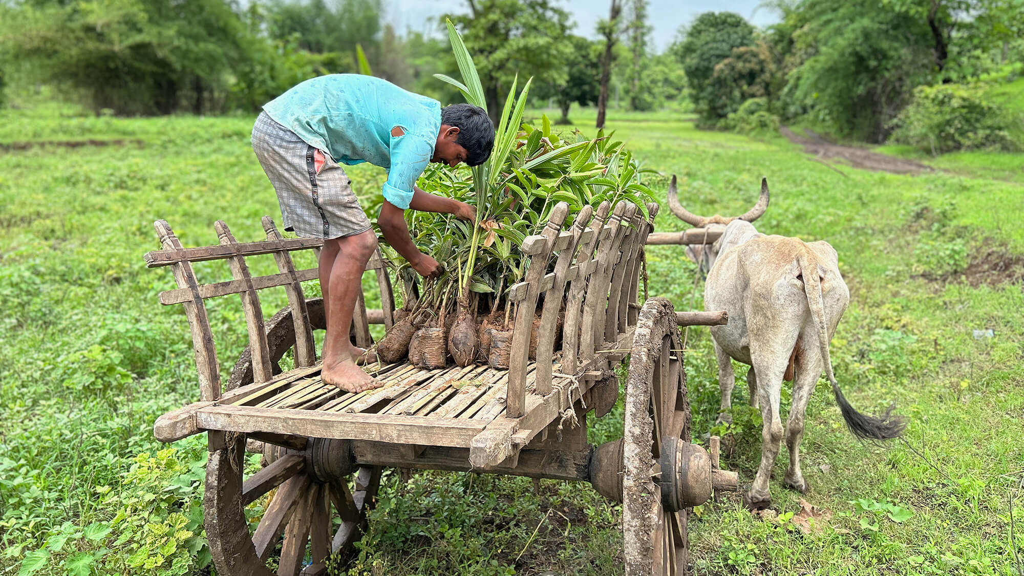 The Blooming Trees of Gujarat’s Forest Keepers | The Climate Tribe
