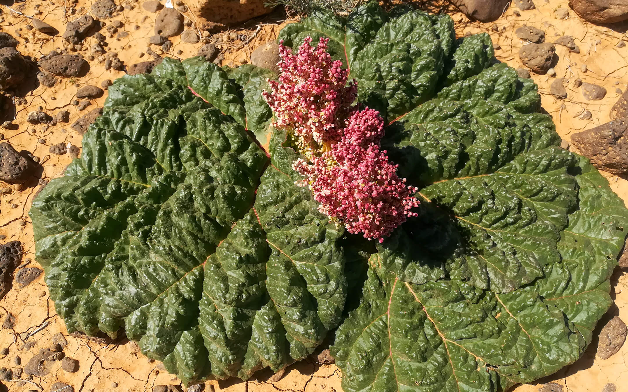 ماذا تعرفون عن النباتات السورية؟ باحثون يقدمون أجوبة مثيرة | The ...